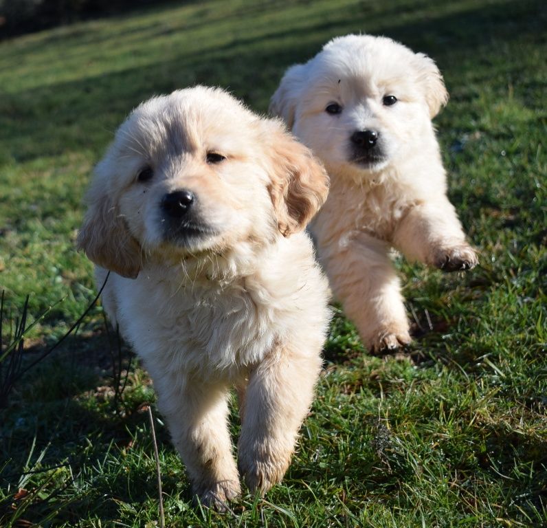 Accueil - Elevage Des Terres Sacrées D'aurus - eleveur de chiens Golden ...